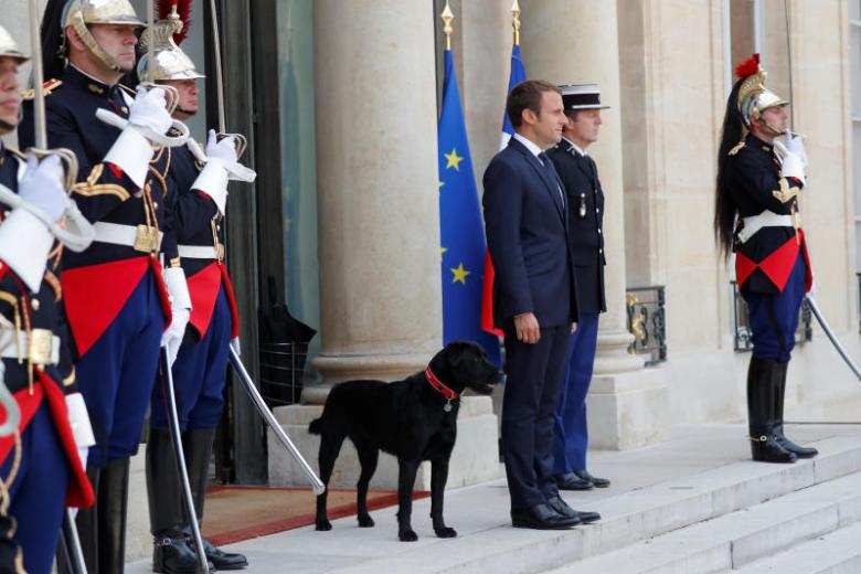 France gets First Dog, as President Emmanuel Macron adopts labrador mix ...