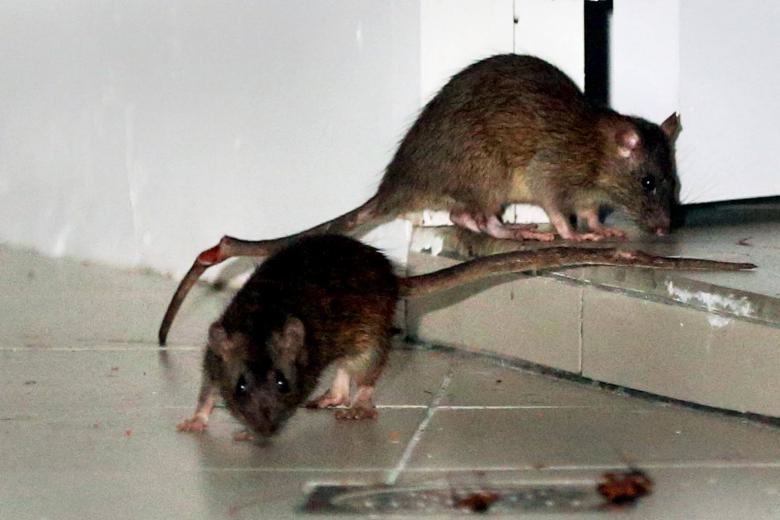 Paraplegic French teen attacked by swarm of rats, suffers 225 wounds ...