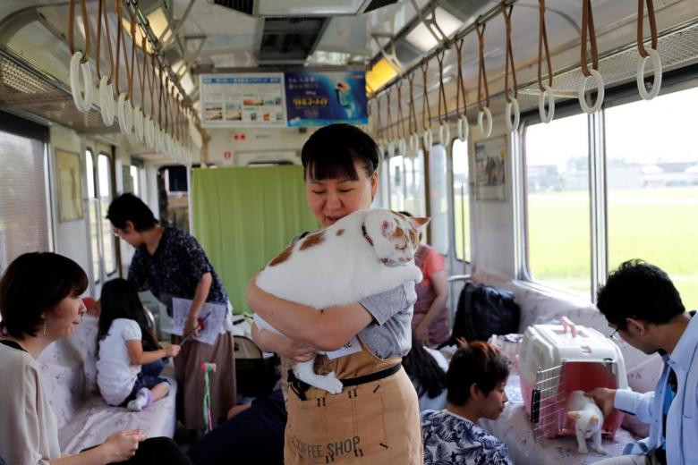 Cats on a train! Japan railway lets felines roam to raise awareness of ...