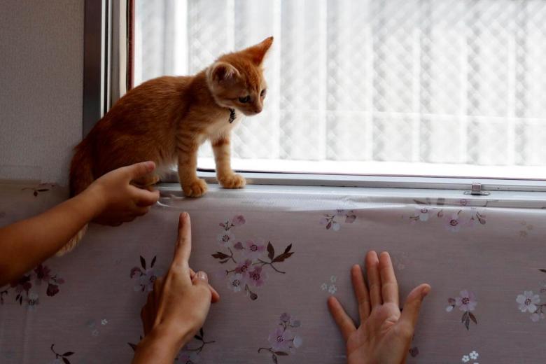 Cats on a train! Japan railway lets felines roam to raise awareness of ...