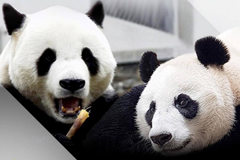 China's giant pandas Cai Tao and Hu Chun arrive in Indonesia | The ...