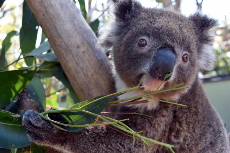 Lovelorn koala nabbed after zoo escape in hunt for mate | The Straits Times