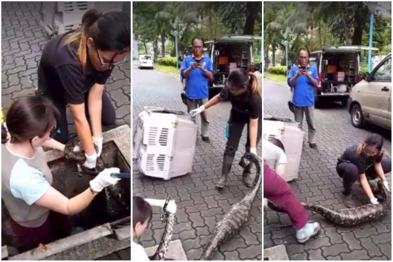 Acres female officer, volunteer praised for their bravery and snake ...