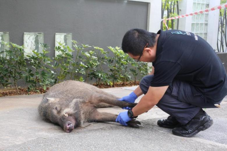 Man injured in wild boar attack outside Hillview condominium | The Straits Times