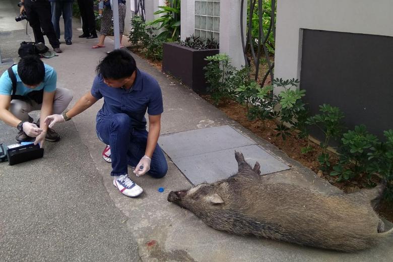 Man injured in wild boar attack outside Hillview condominium | The ...