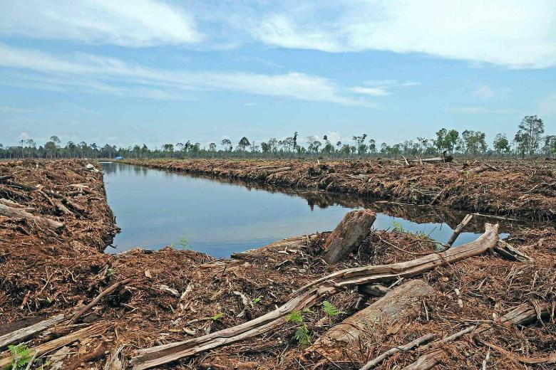 Indonesia timber firm gets rap for planting in protected Riau peatlands ...