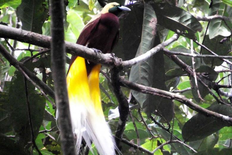 Saving Indonesia's birds-of-paradise one village at a time | The ...
