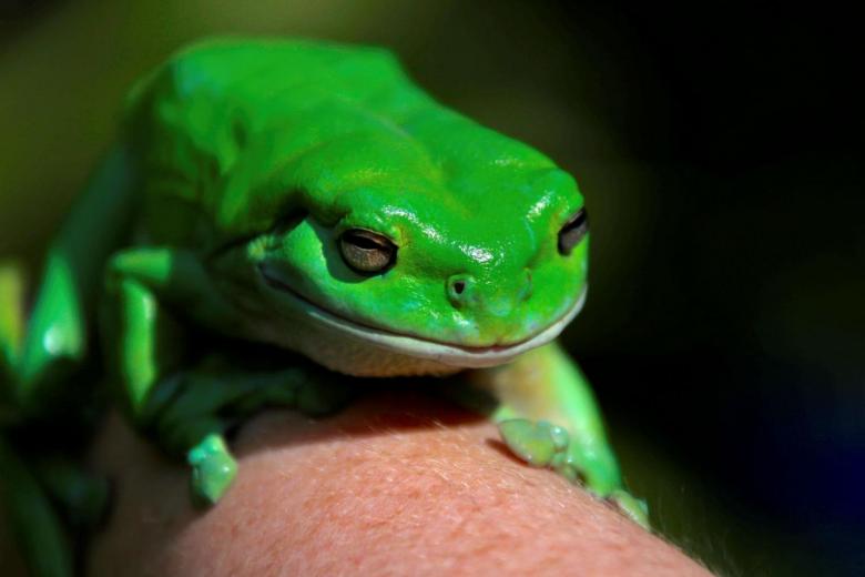Croak. A new smartphone app to count Australia's native frog population ...