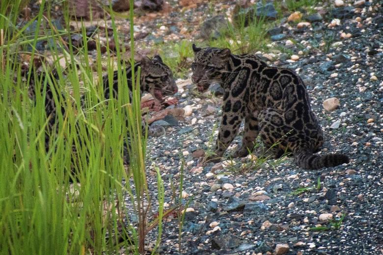 Clouded leopards caught on camera in Malaysian reserve | The Straits Times