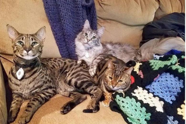 US$100,000 reward for four missing cats | The Straits Times