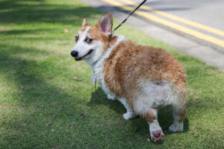 Over 100 corgis gather for Singapore's 'largest meet' at Sentosa | The ...