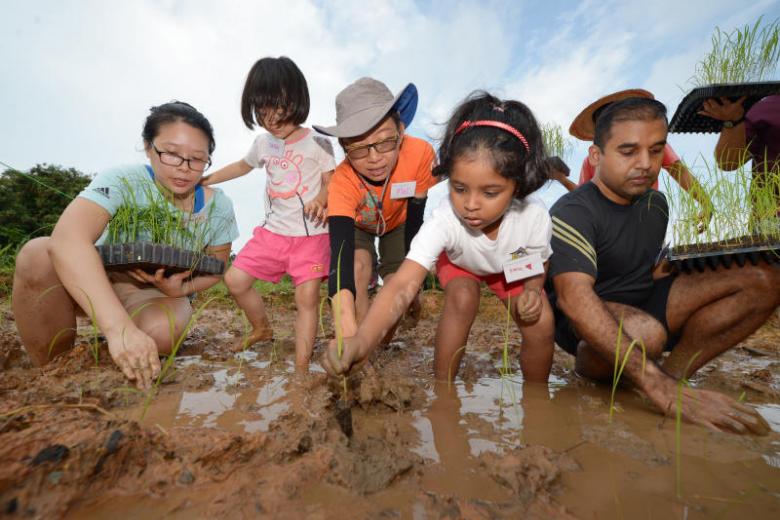 Children and parents plant rice to appreciate how the staple food is ...