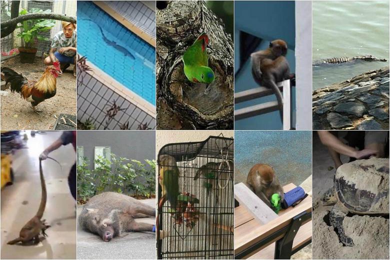 ST year-end round-up: Top 10 animal encounters that made news in 2017 ...