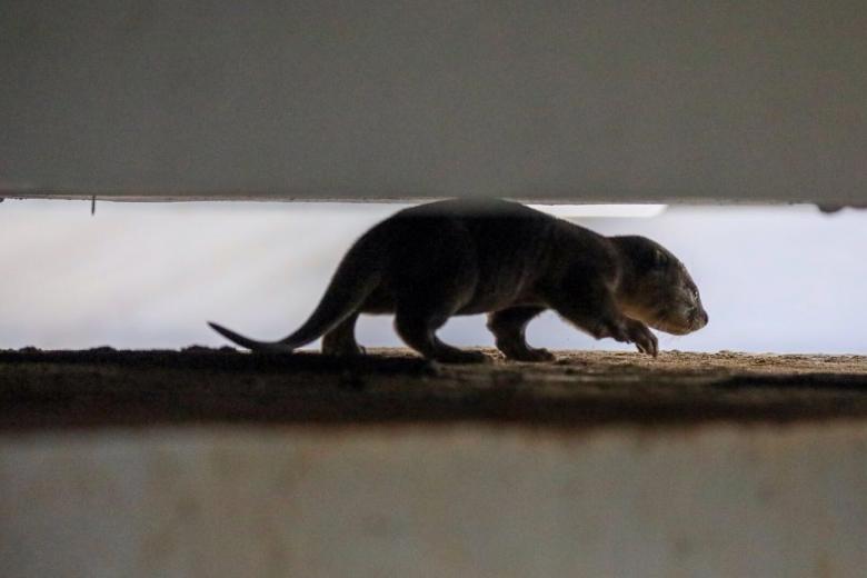 2 lost otter pups reunited with Bishan family after volunteers came to ...