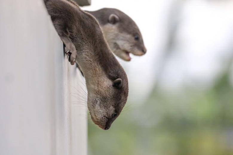 2 lost otter pups reunited with Bishan family after volunteers came to ...