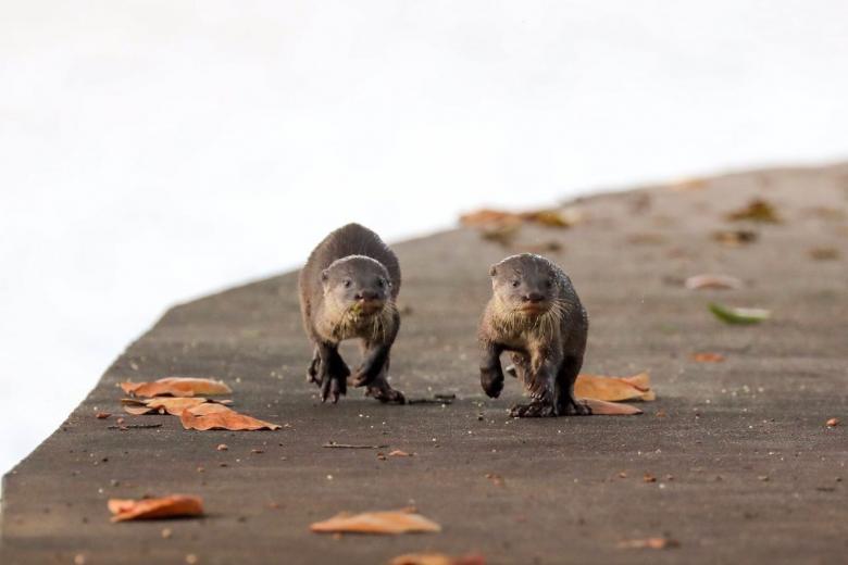 2 lost otter pups reunited with Bishan family after volunteers came to ...