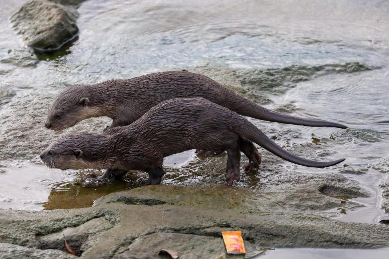 2 lost otter pups reunited with Bishan family after volunteers came to ...