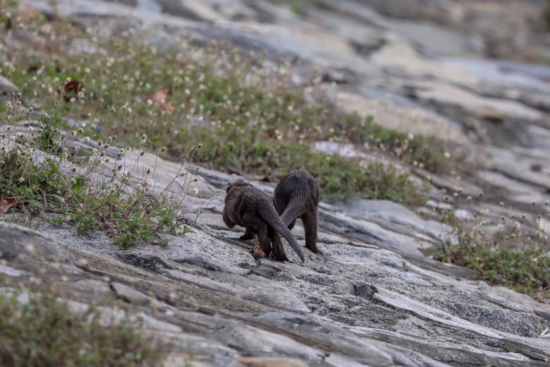 2 lost otter pups reunited with Bishan family after volunteers came to ...