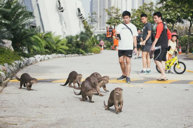 2 lost otter pups reunited with Bishan family after volunteers came to ...