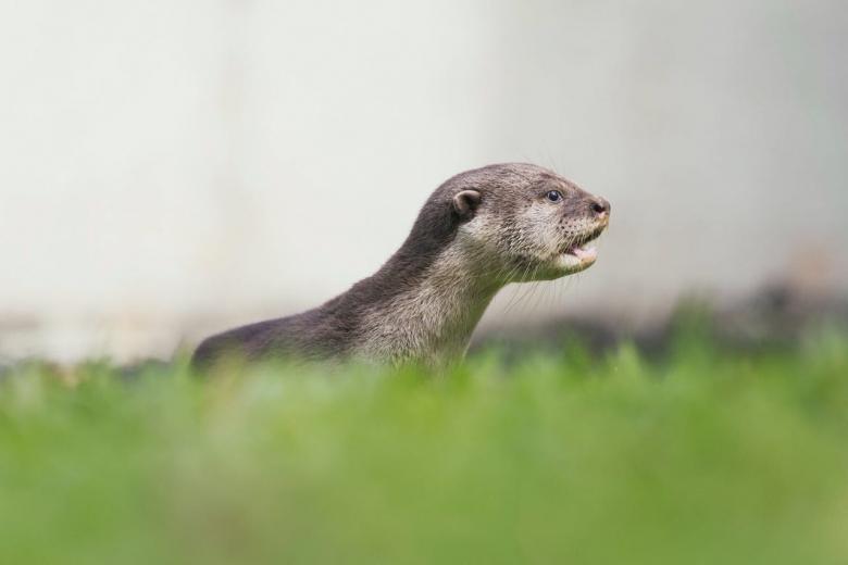 2 lost otter pups reunited with Bishan family after volunteers came to ...