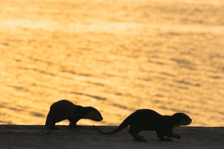 2 lost otter pups reunited with Bishan family after volunteers came to ...