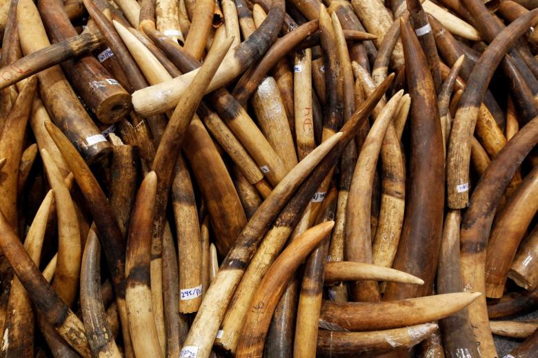 China ban on ivory sales begins Sunday, aims to curb elephant poaching ...