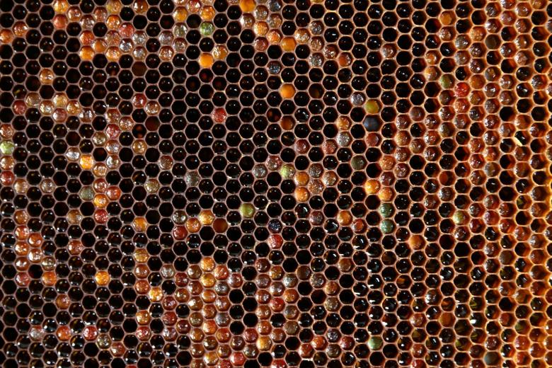 Trypophobia, the fear of holes, may not be a real phobia: Study | The ...