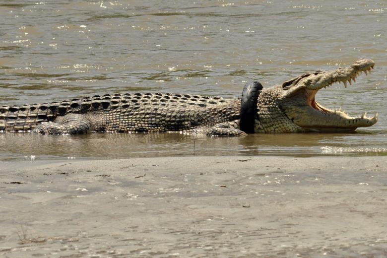 Race to save Indonesian croc stricken by tyre necklace | The Straits Times