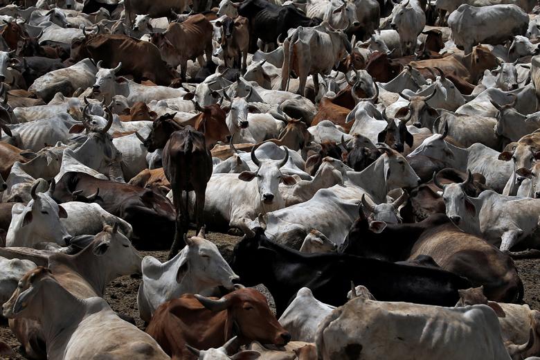 Indian inmates to undergo 'cow therapy' | The Straits Times