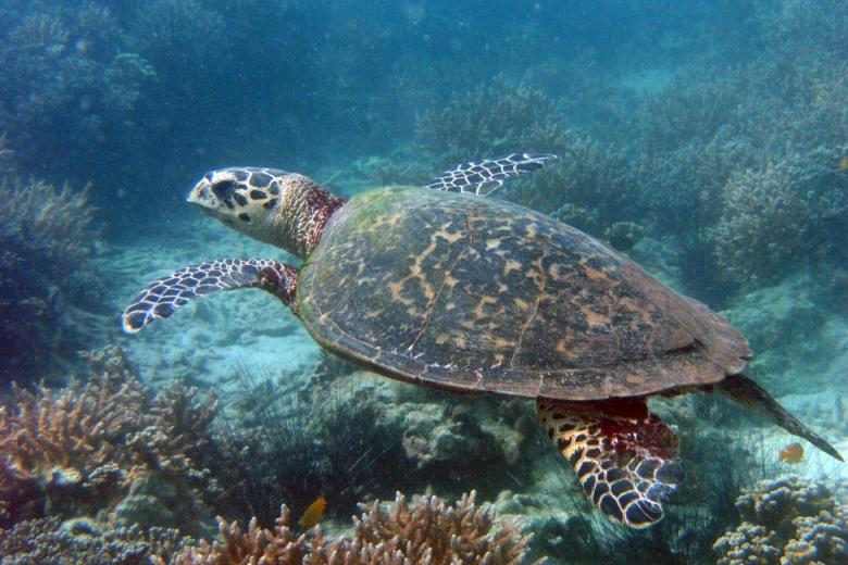 More sightings of critically endangered hawksbill turtles in Singapore ...