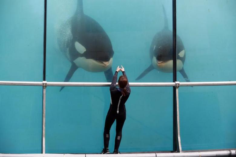 A whale with words: Orca mimics human speech | The Straits Times