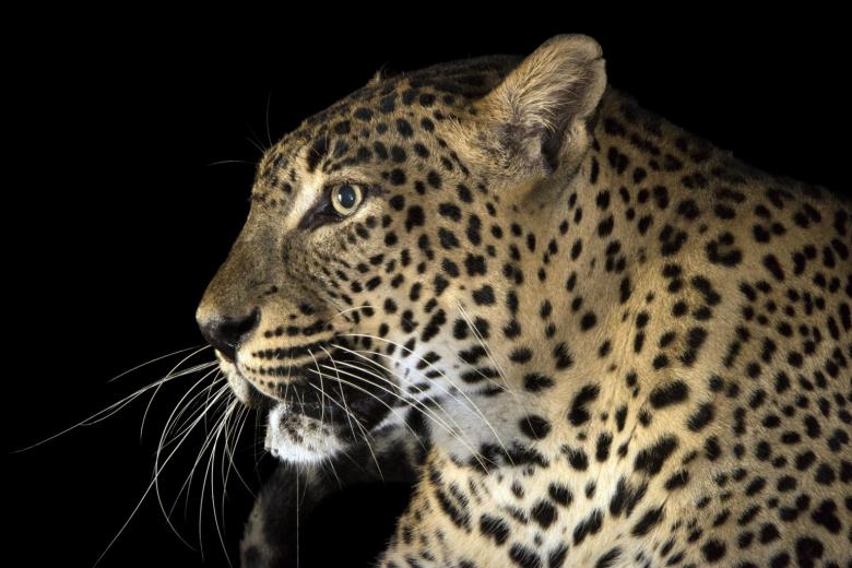 National Geographic photo project frames the issue of declining species ...