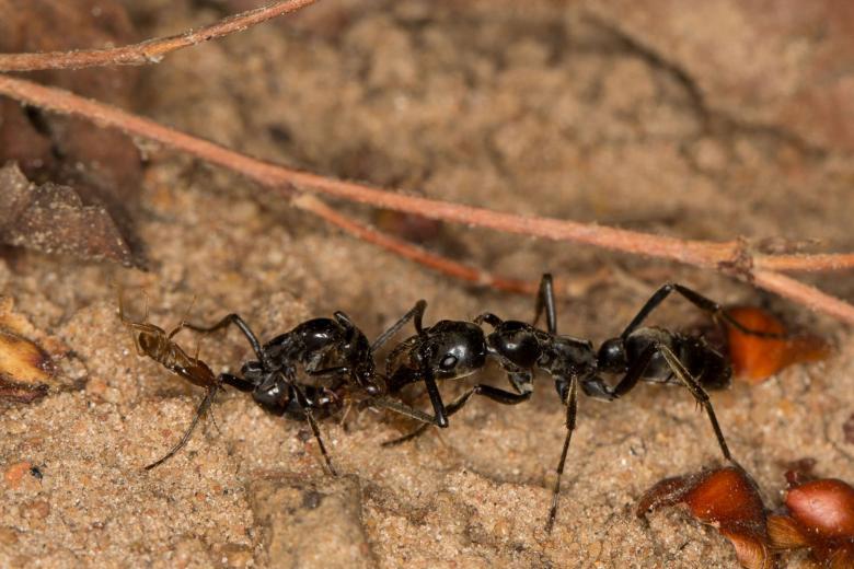 Ants nurse wounded warriors back to health: Study | The Straits Times