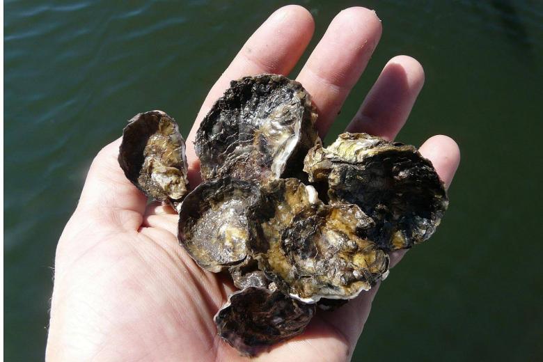 Over 90 per cent of Australian shellfish reefs have disappeared | The ...