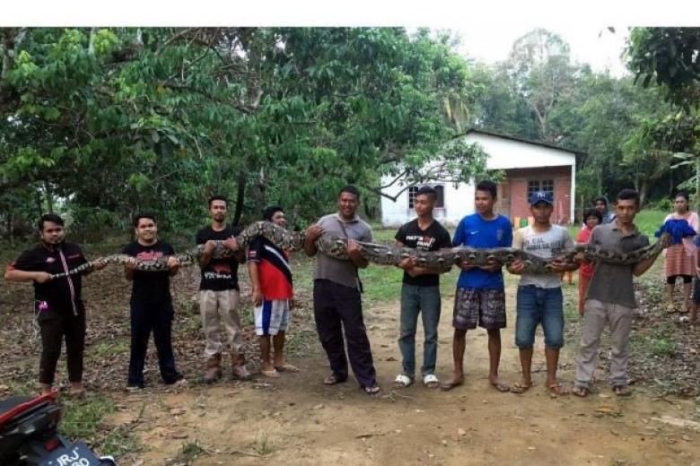 7 villagers needed to pull out 6m-long python from well in Malaysia ...