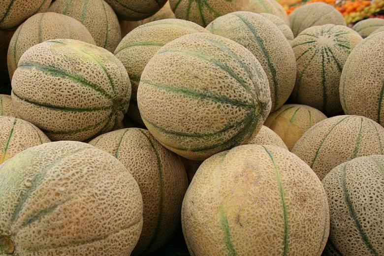 Australia checks if listeria contaminated rockmelons were exported ...