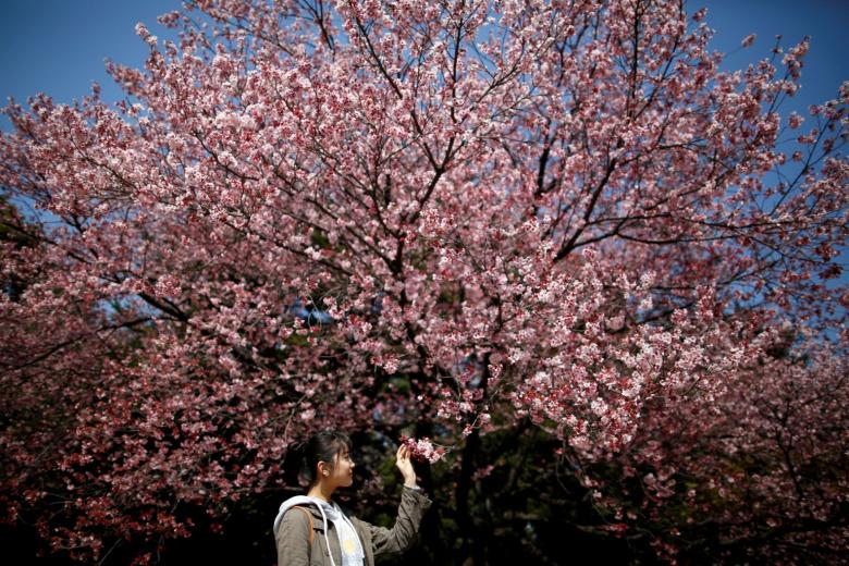 Spring comes to Tokyo with first cherry blossoms | The Straits Times