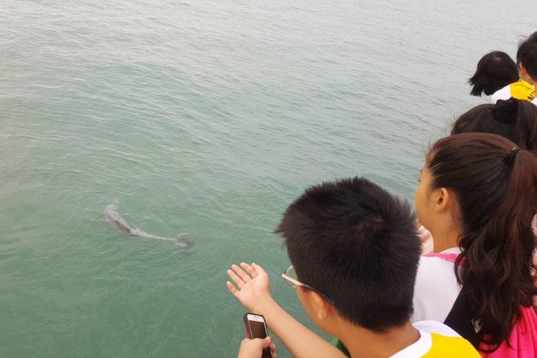 Dolphin 'caught in fishing line' at Bedok Jetty | The Straits Times