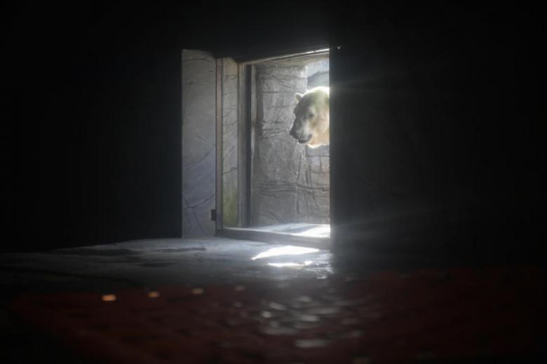 Singapore Zoo's 27-year-old polar bear Inuka found to be in declining ...
