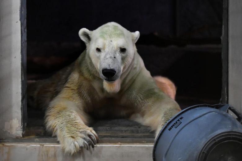 Inuka will be put down on Wednesday if condition worsens | The Straits ...
