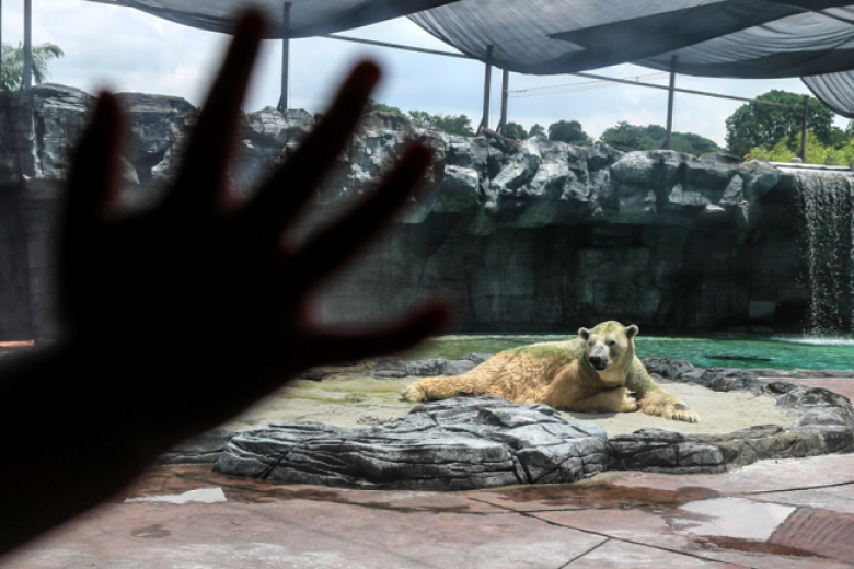 ST Scroll Back: We love Inuka, pandas, but do they take attention away ...