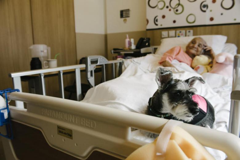 Button, therapy dog trained to understand Hokkien commands, died on ...