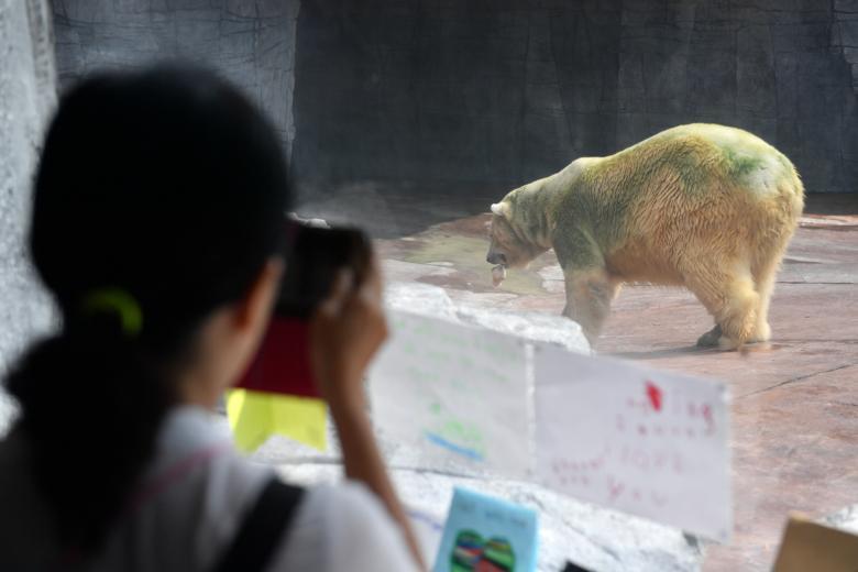 Last chance for public to visit polar bear Inuka on Monday, before ...