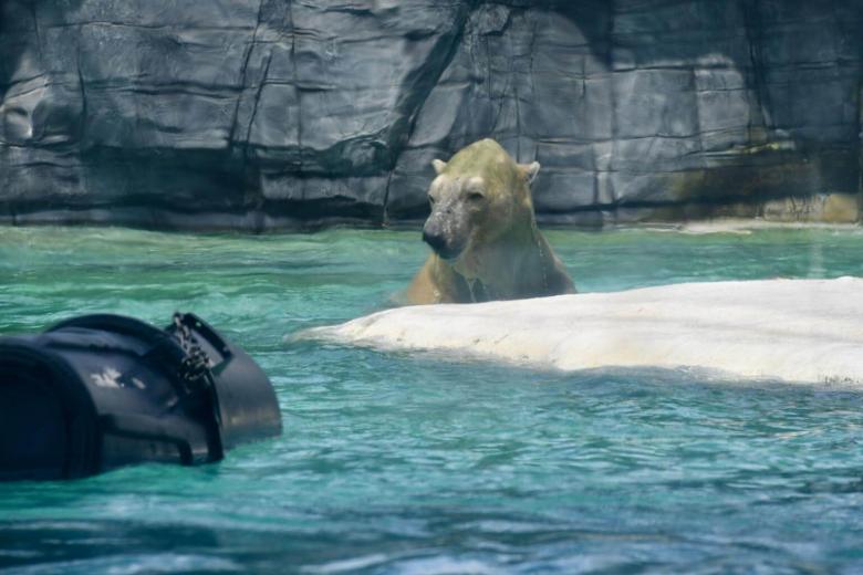 Last chance for public to visit polar bear Inuka on Monday, before ...