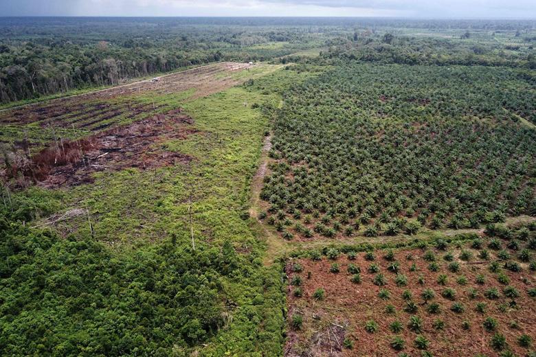Indonesia environment minister rebuffs groups who want more forest ...