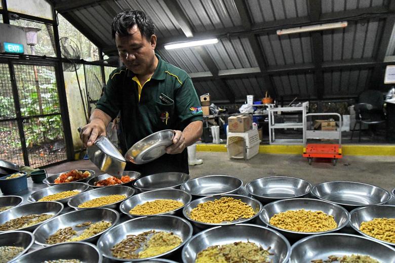 Deaf 'bird whisperer' forms rare bond with feathered friends at Jurong ...