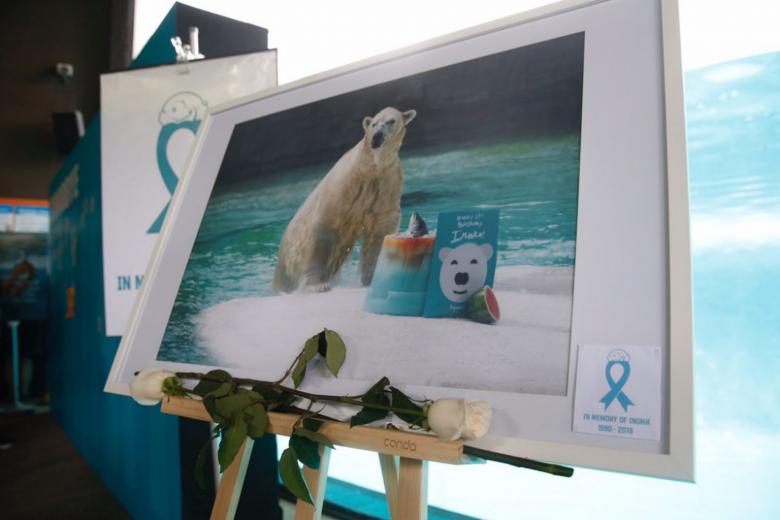 Singapore Zoo staff pay tribute to polar bear Inuka | The Straits Times
