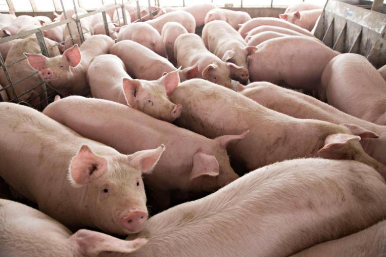 Scientists keep pigs' brains alive for 36 hours | The Straits Times