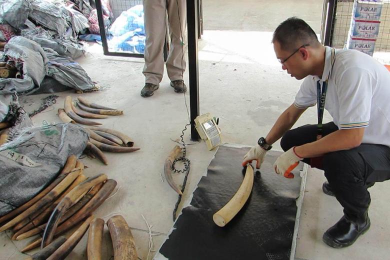 AVA and US scientists using DNA to trace source of seized illegal ivory ...