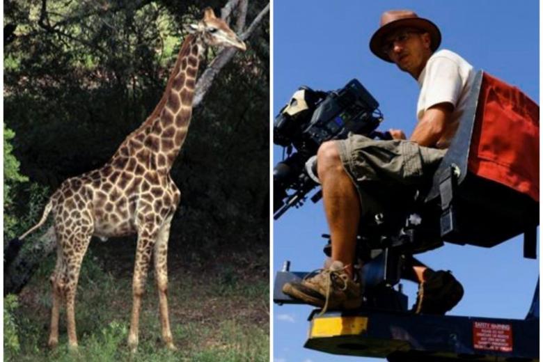 South African film-maker, 47, killed after giraffe head-butts him ...
